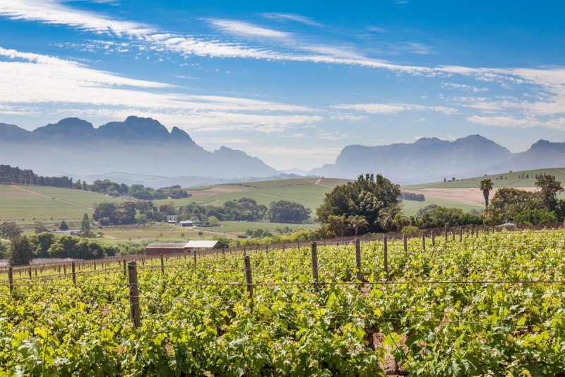 Louisvale Wines, Stellenbosch - Amazing Spaces Locations